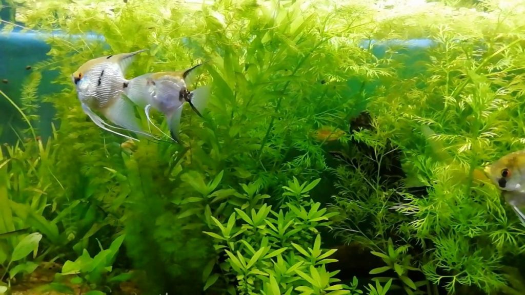 5 Plantas Acuáticas de Crecimiento Rápido – Acuarios Y Mascotas