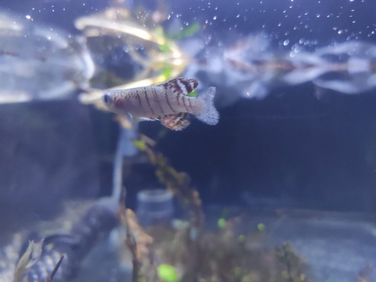 Oodinium (Enfermedad Terciopelo) – Acuarios Y Mascotas