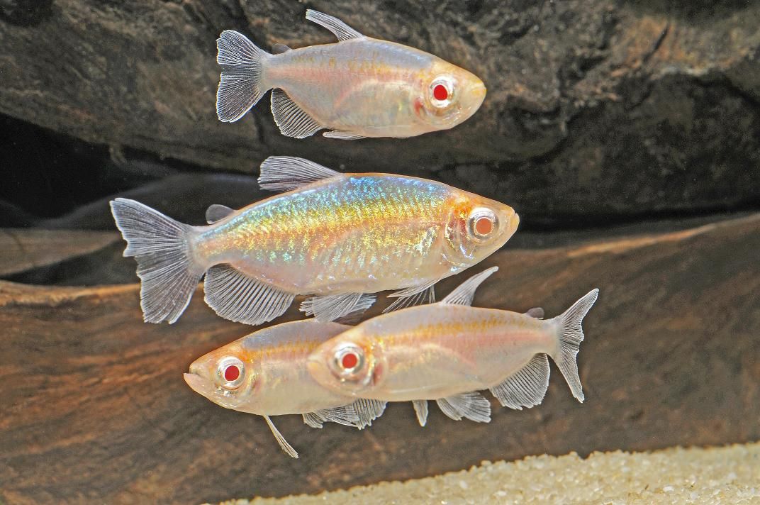 FICHA TÉCNICA TETRA DEL CONGO (Phenacogrammus Interruptus) – Acuarios Y ...