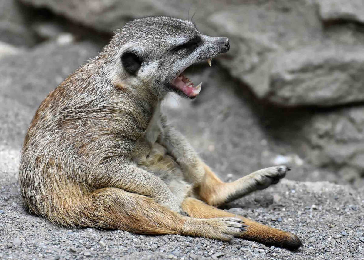 Suricata suricatta – Acuarios Y Mascotas