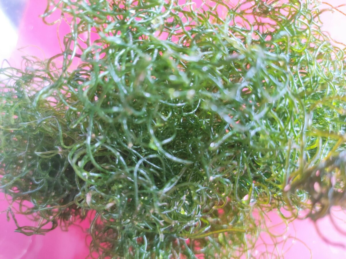 Alga Chaetomorpha («CHAETO») – Acuarios Y Mascotas