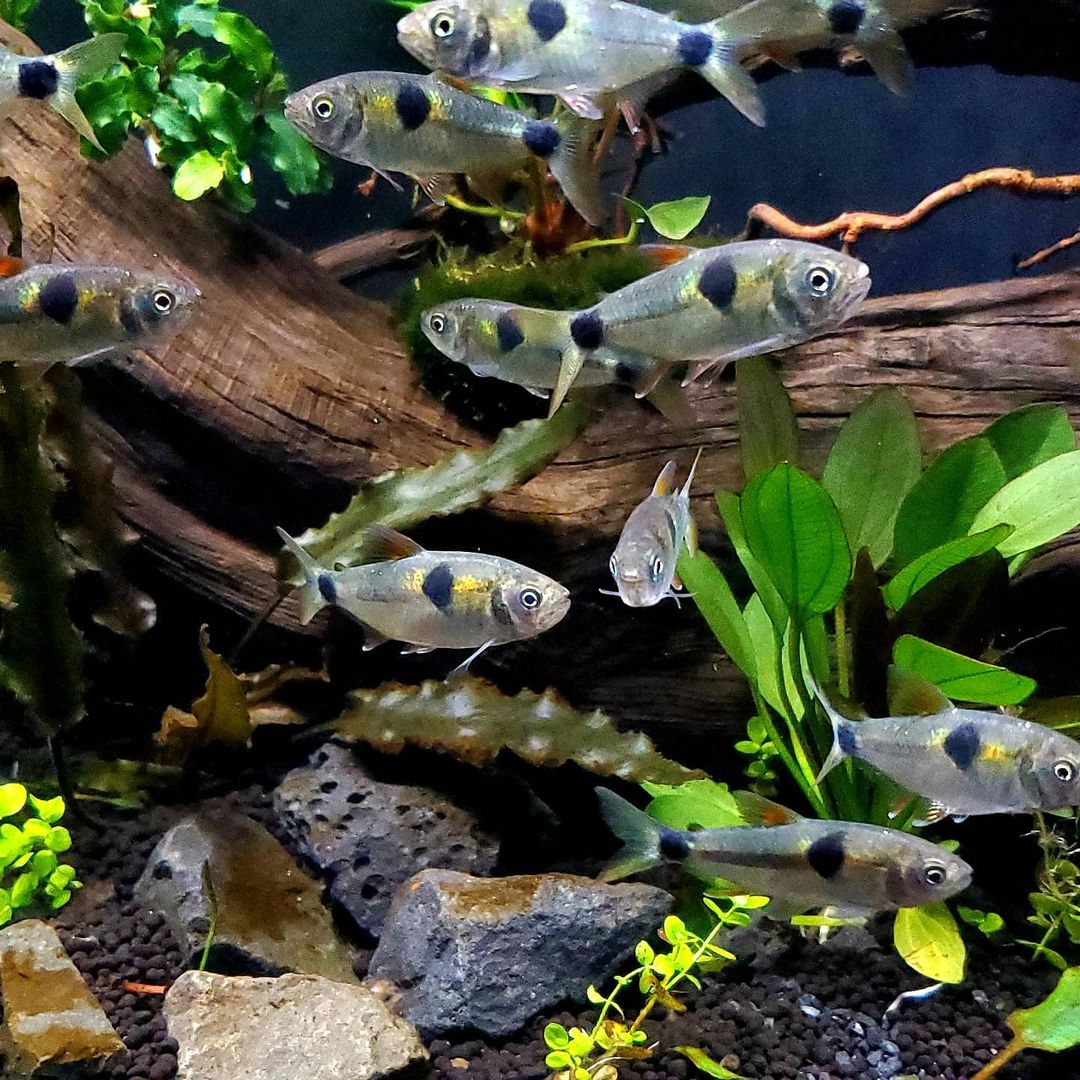 FICHA TÉCNICA EXODON PARADOXUS – Acuarios Y Mascotas