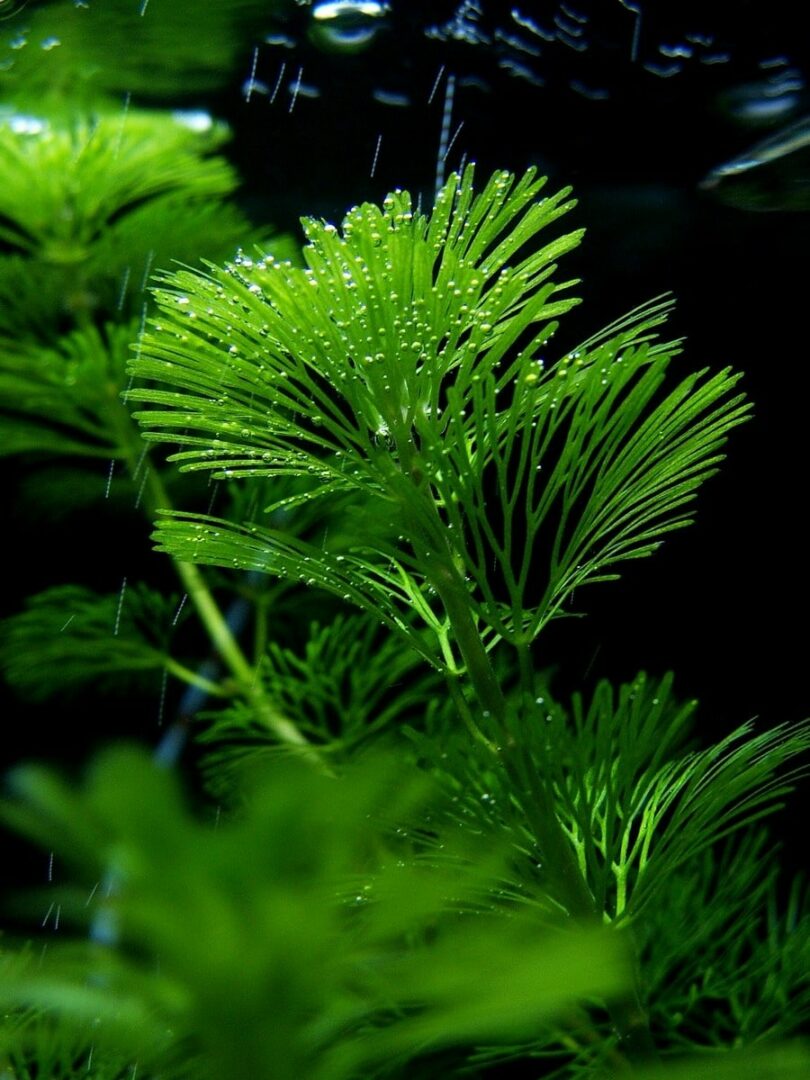 Cabomba caroliniana – Acuarios Y Mascotas