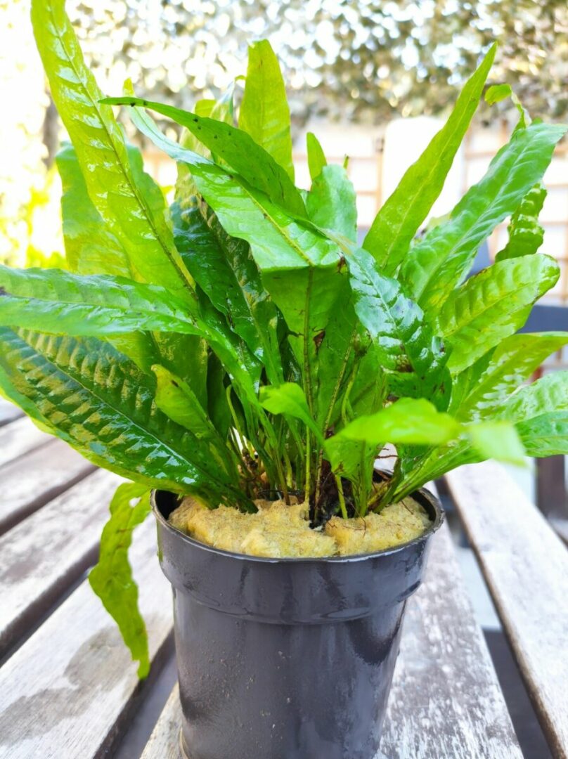 Microsorum Pteropus (Helecho de Java) – Acuarios Y Mascotas